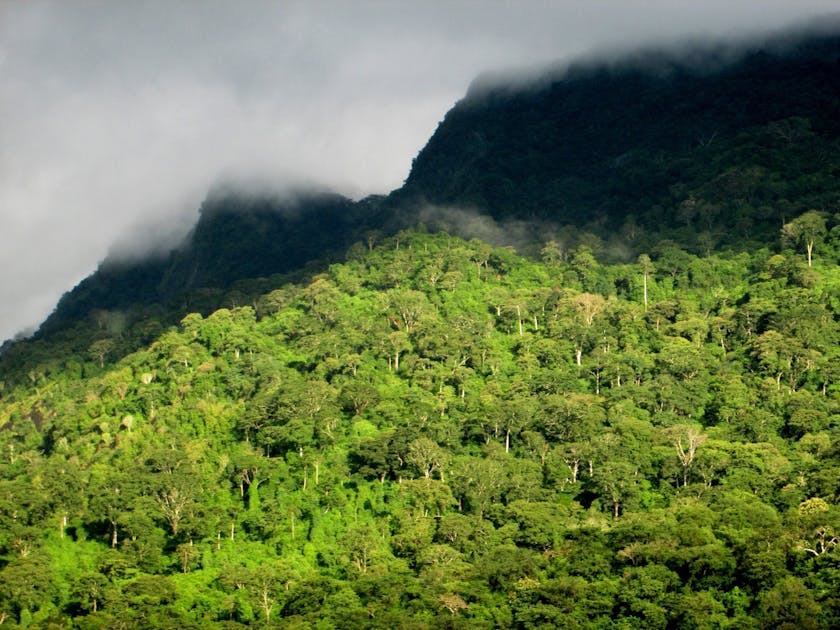 Eastern Arc Forests | One Earth