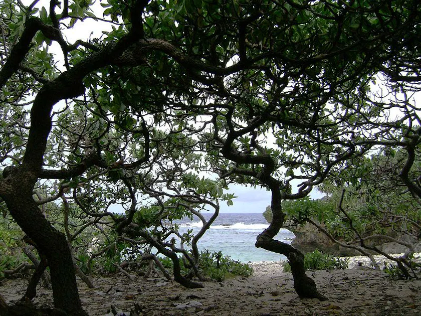 Tongan Tropical Moist Forests | One Earth