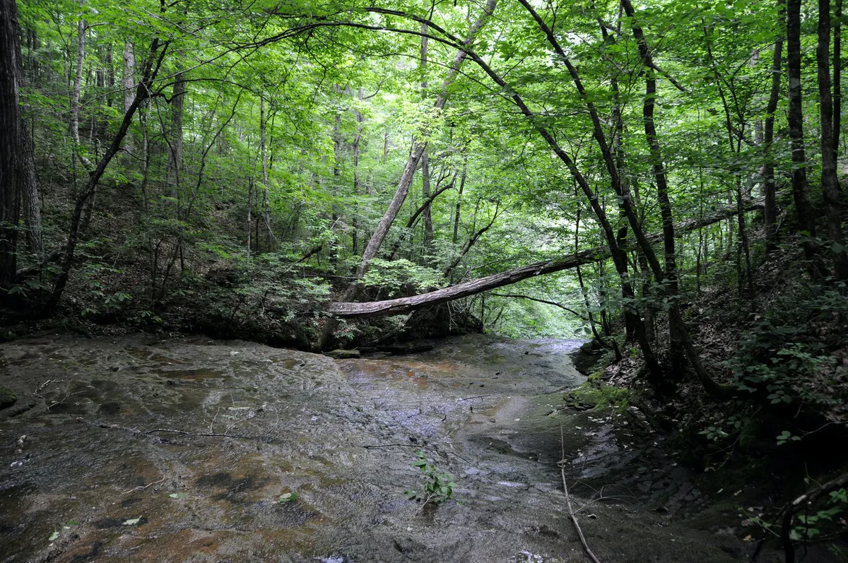 Interior Plateau & Southern Great Lakes Forests (NA23) | One Earth