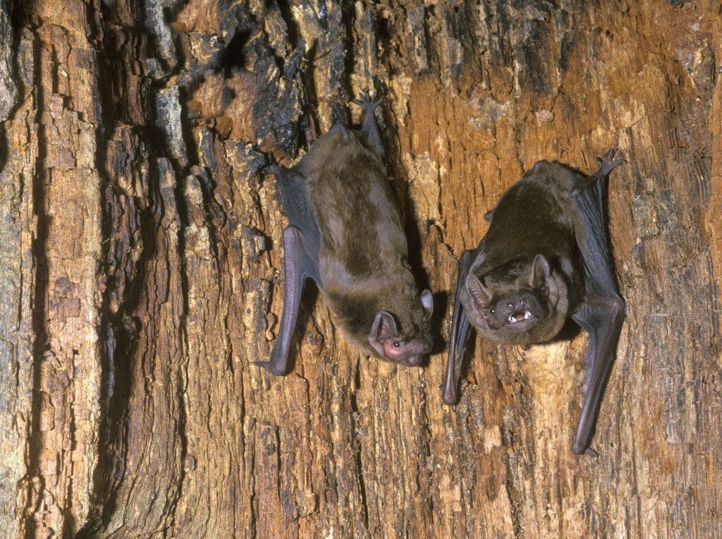 Vampire bats develop long-term friendships | One Earth