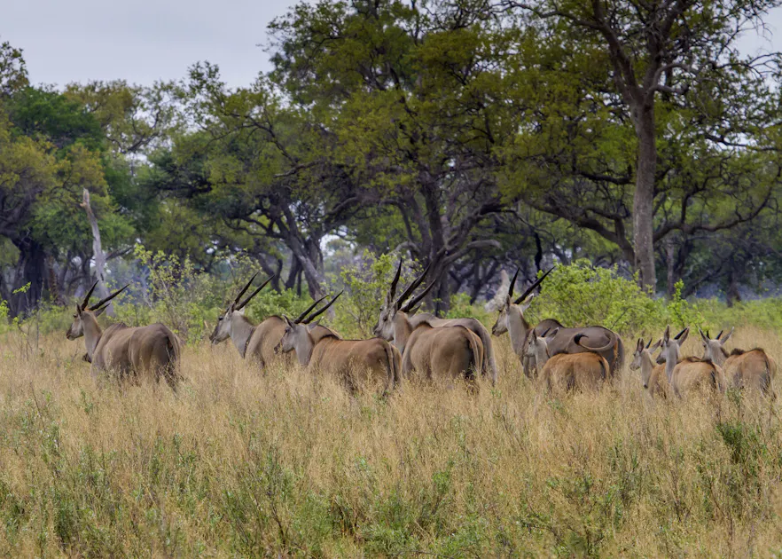 Zambezian Baikiaea Woodlands | One Earth
