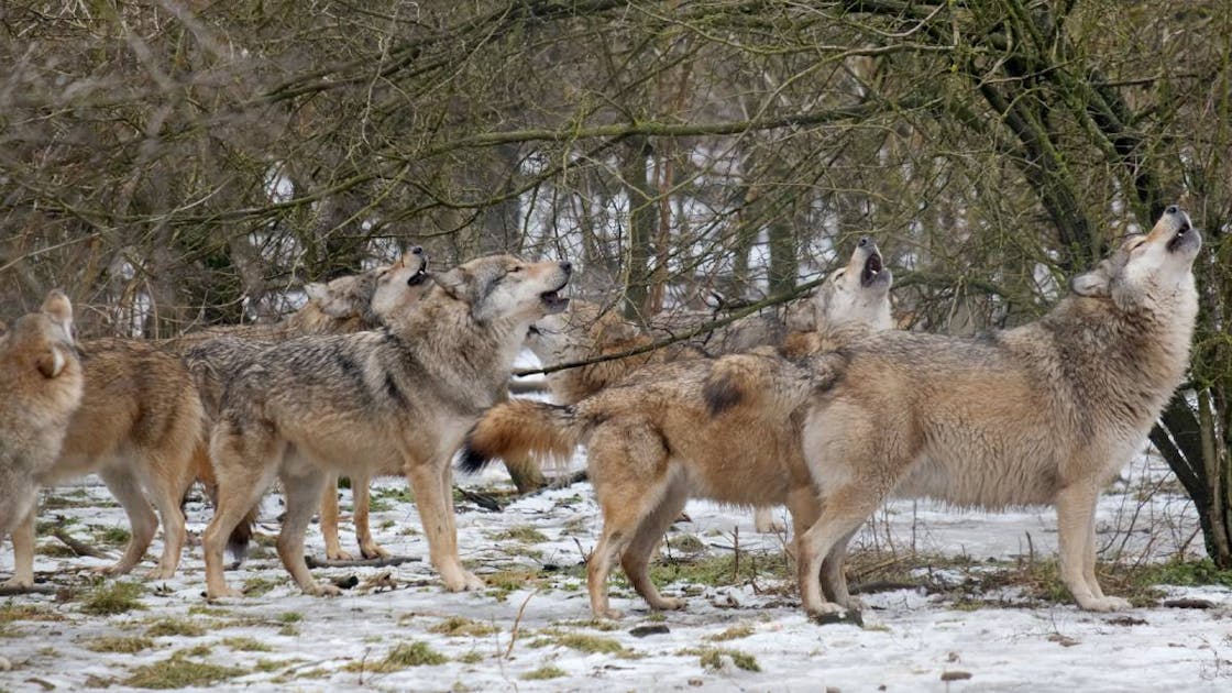 Global Rewilding Alliance | Animating the Carbon Cycle through ...