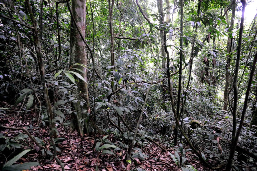 Sumatran Montane Rainforests | One Earth