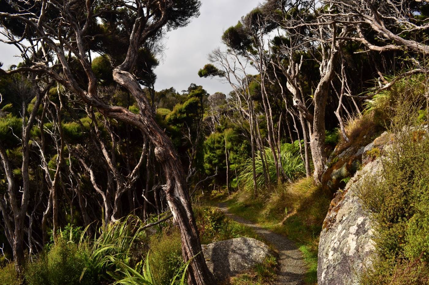 Rakiura Island Temperate Forests | One Earth