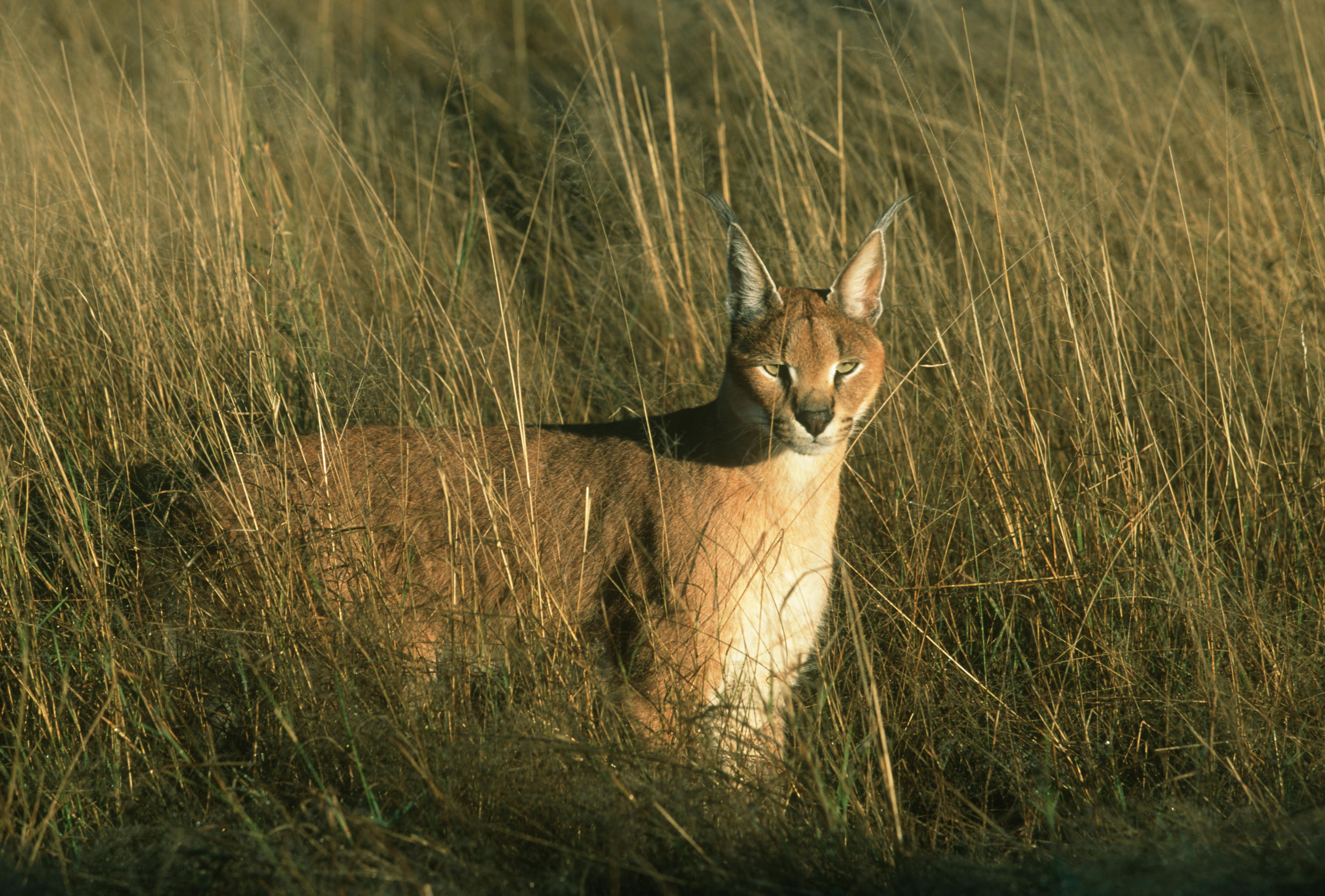 Arabian Sand Desert | One Earth