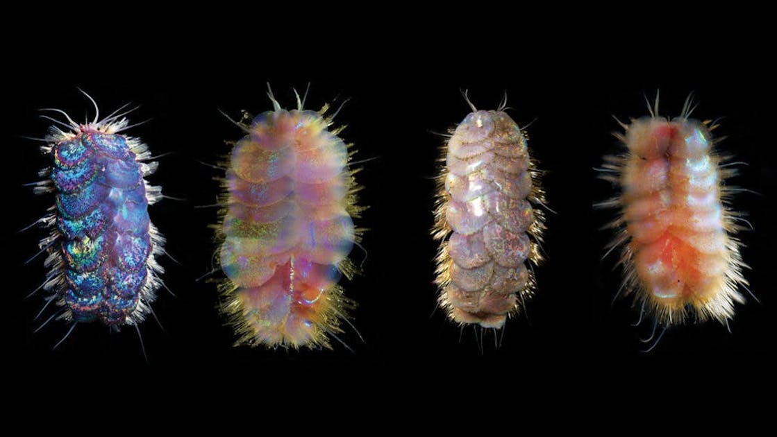 Newly discovered deep sea “Elvis” worms | One Earth Newly discovered deep sea “Elvis” worms | One Earth