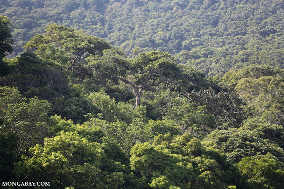 Southern Vietnam Lowland Dry Forests | One Earth