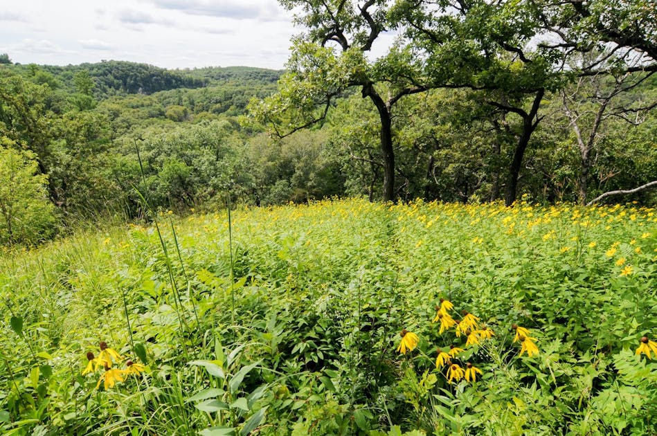 Upper Midwest US Forest-Savanna Transition | One Earth