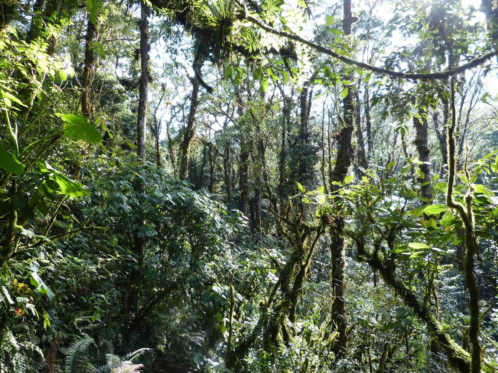 Talamancan Montane Forests | One Earth