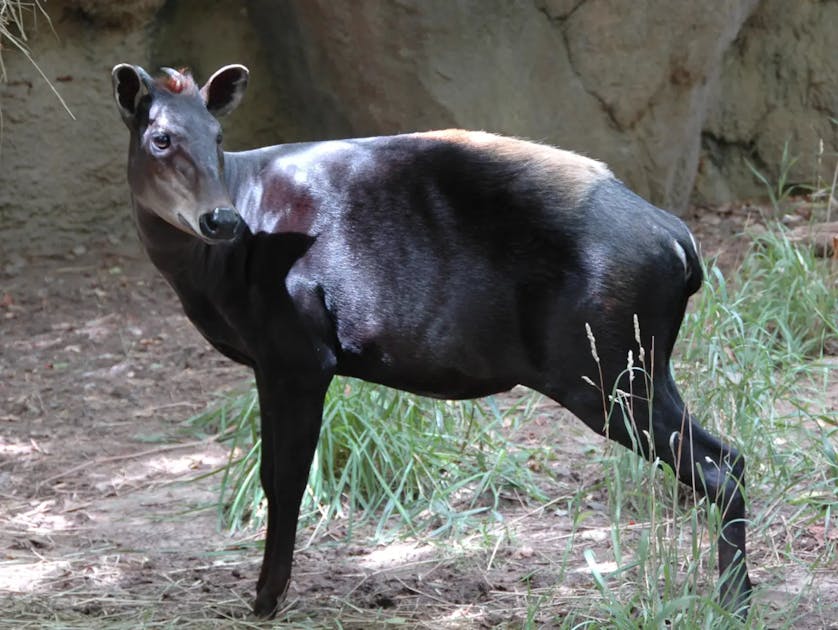 How the yellow-backed duiker dives with no major water nearby | One Earth