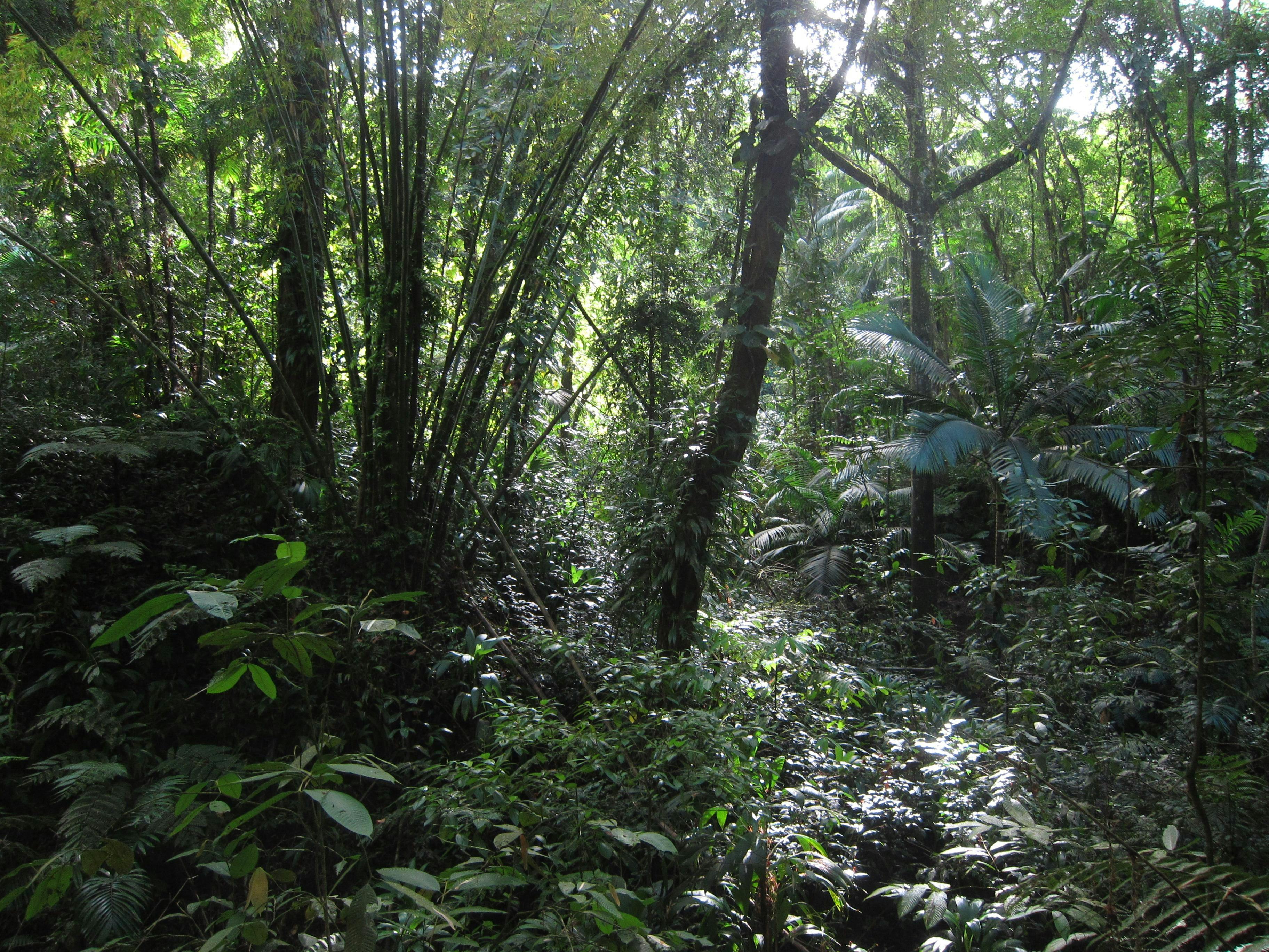 Trinidad and Tobago Moist Forest | One Earth