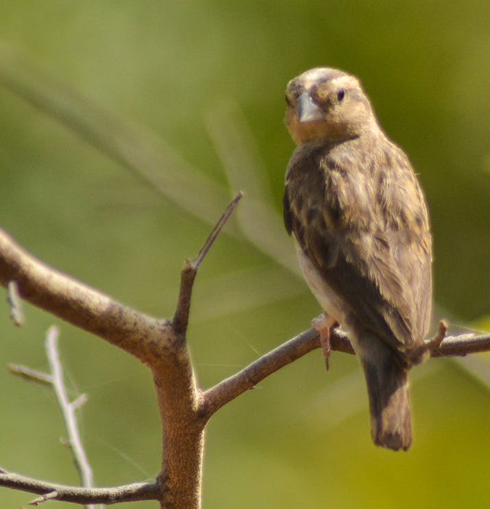 Jos Plateau Forest-Grassland | One Earth