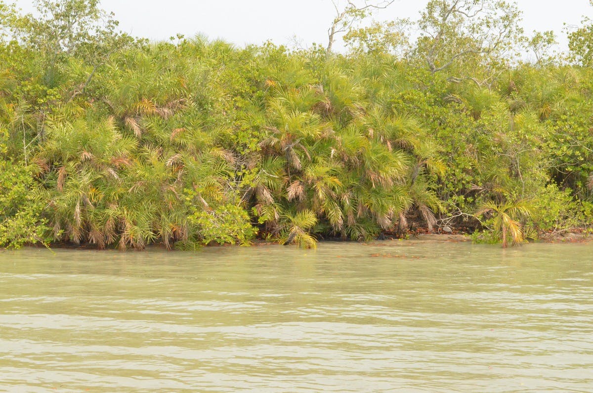 Sundarbans Freshwater Swamp Forests | One Earth