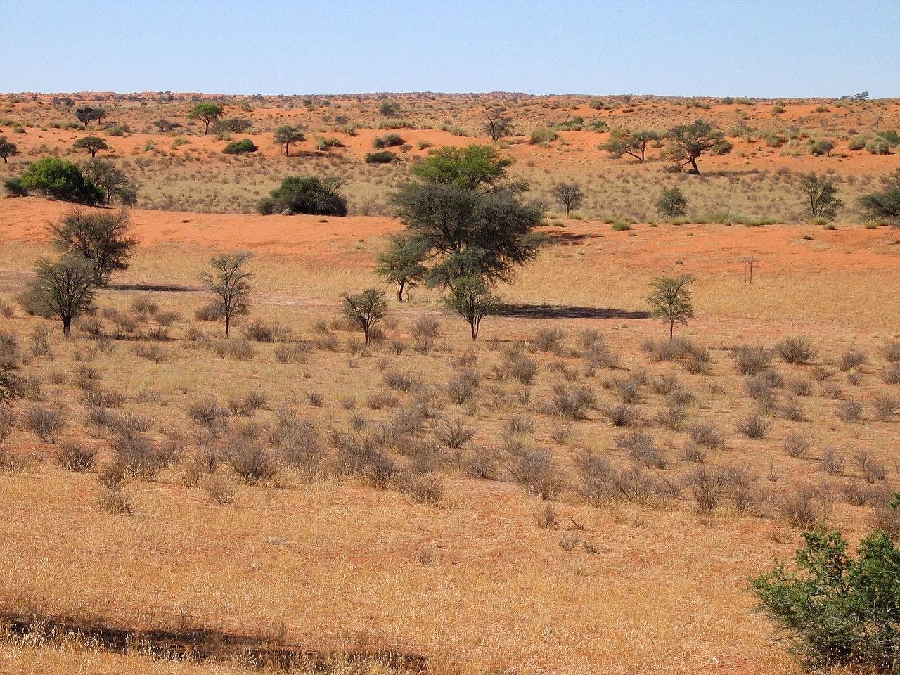 Kalahari Acacia Woodlands | One Earth