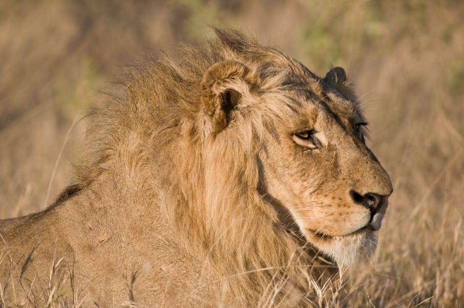Announcing the Lion Recovery Fund | One Earth