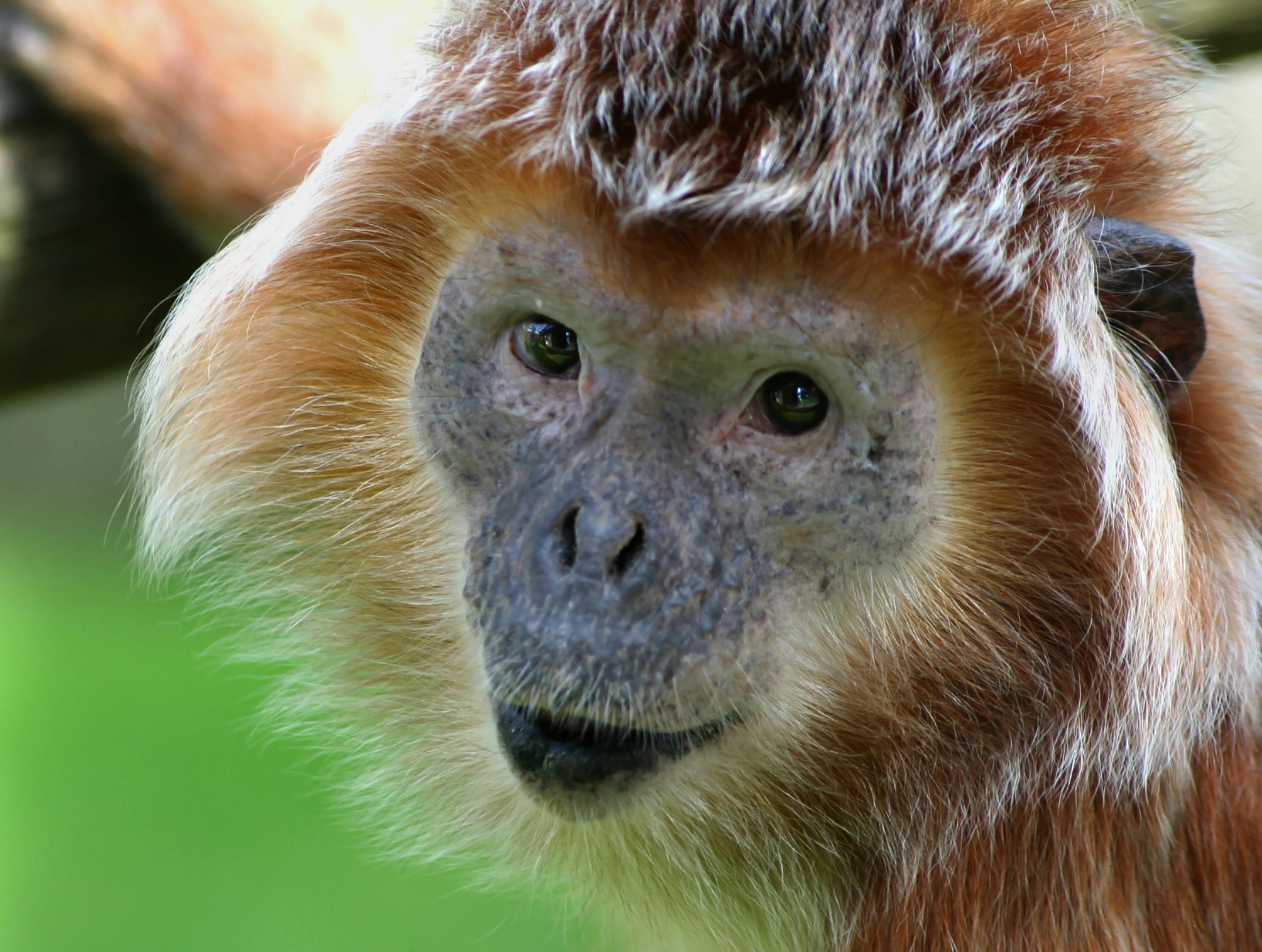Species of the Week: Javan lutung | One Earth