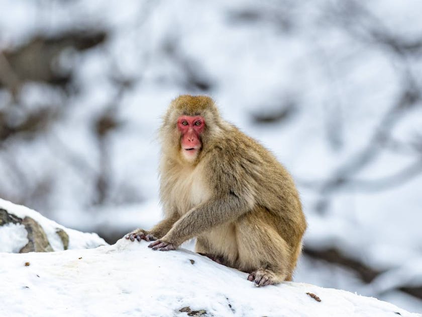 Japanese macaque: scarlet faced monkeys who love hot spring baths | One ...