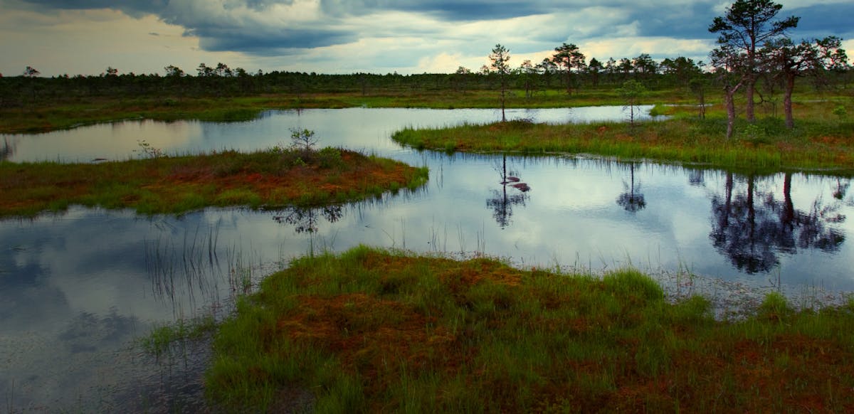 Freshwater Wetlands | One Earth