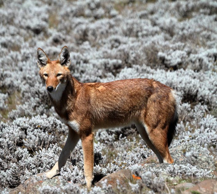 The Ethiopian wolf: meet Africa's fascinating most endangered carnivore ...