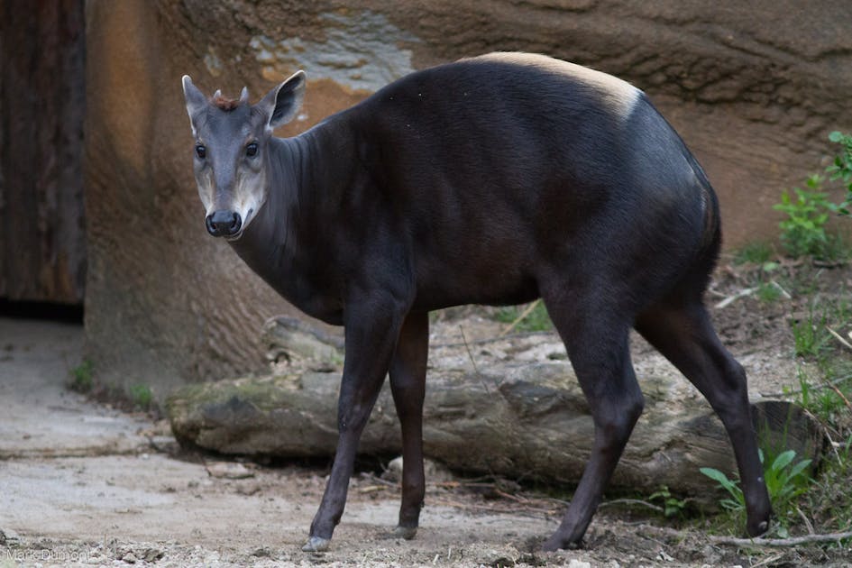 Species of the Week: yellow-backed duiker | One Earth