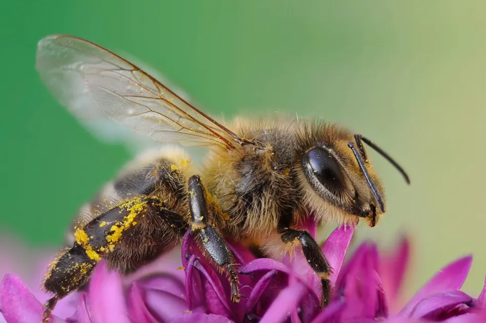 Pollinators | One Earth