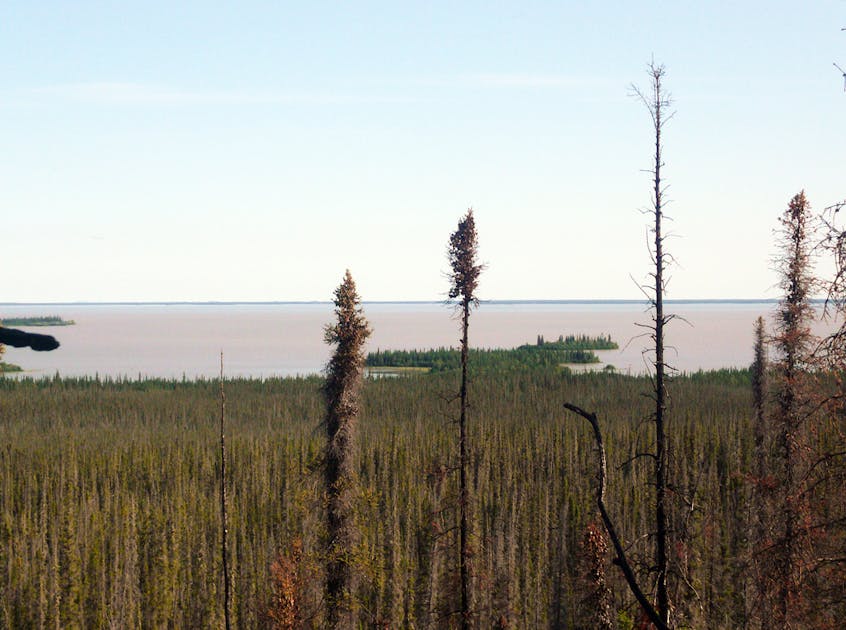 Northwest Territories Taiga | One Earth