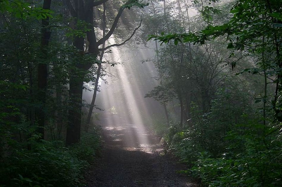 Po Basin Mixed Forests | One Earth