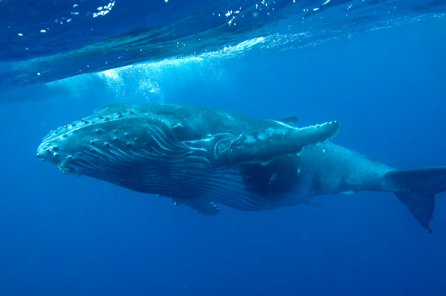 Whales provide a deep water solution to climate change | One Earth