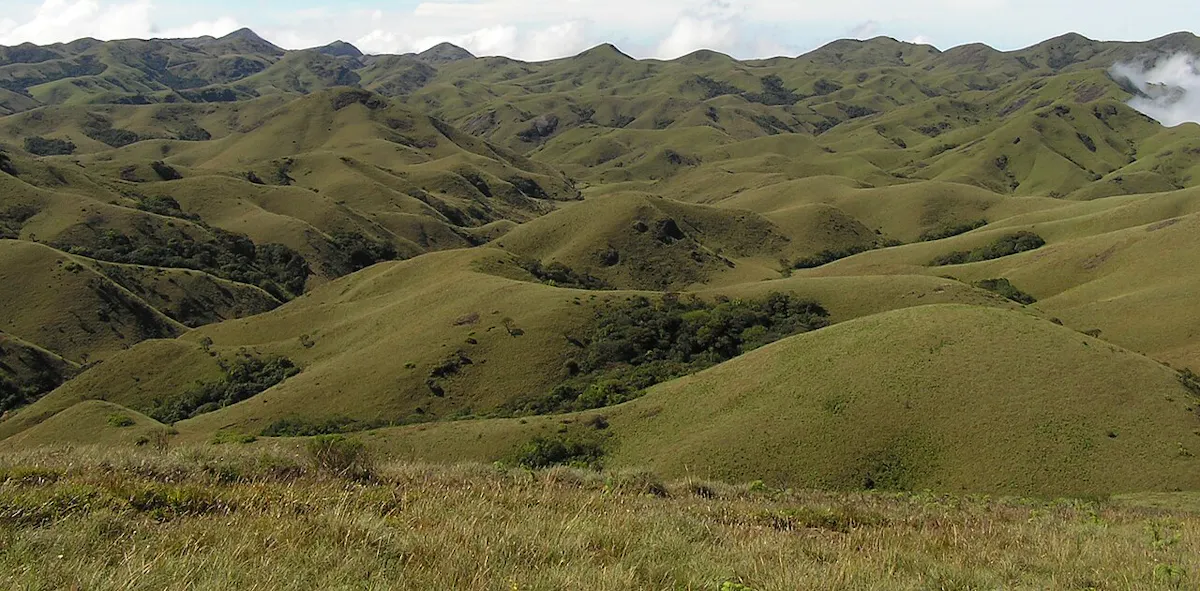 Montane Grasslands & Shrublands | One Earth