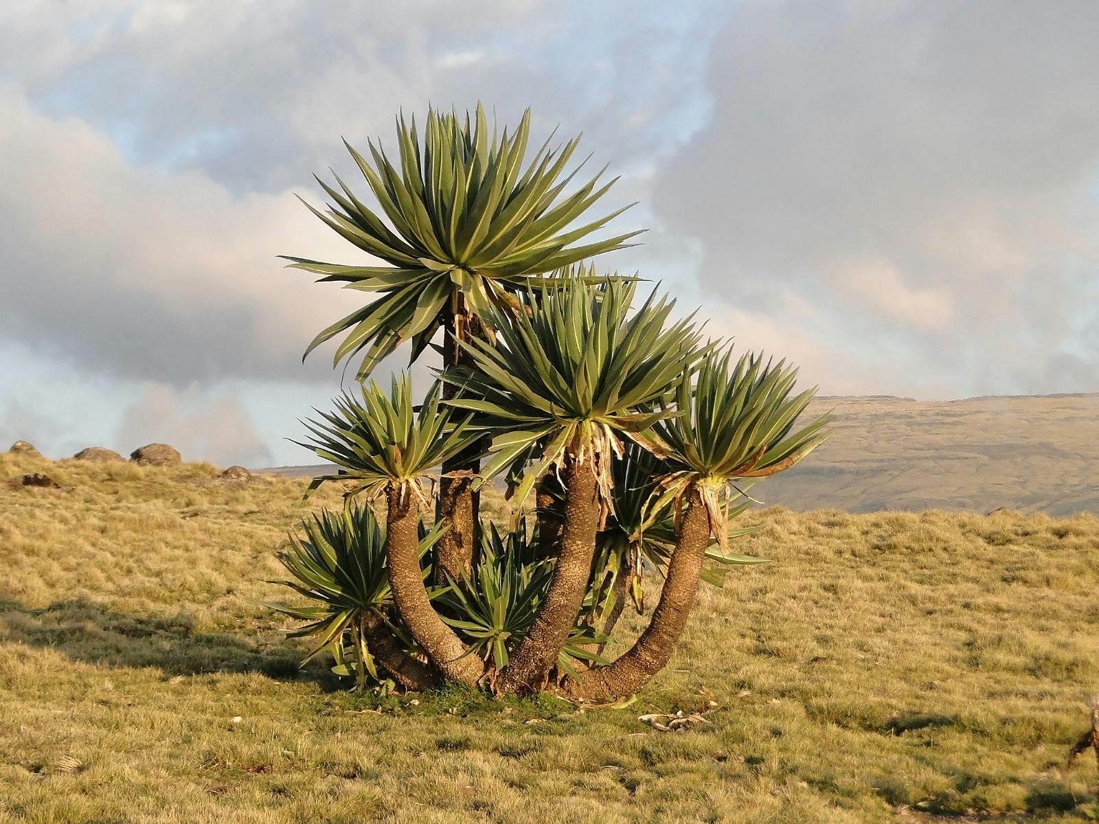 East African Montane Moorlands | One Earth