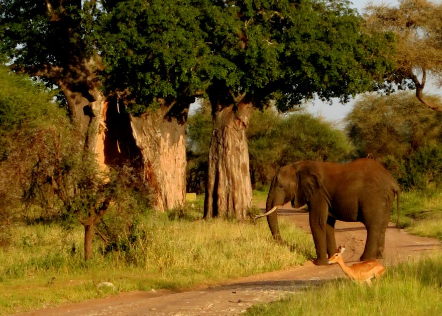 Southern Acacia-Commiphora Bushlands and Thickets | One Earth
