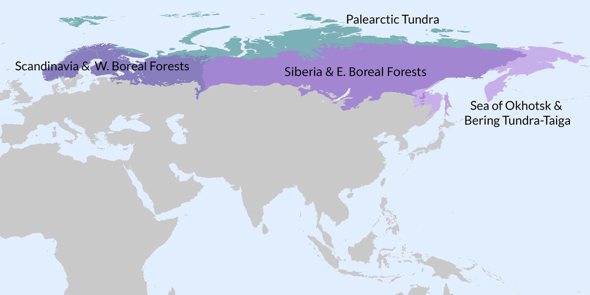 Subarctic Eurasia | Realm & Subrealms | One Earth