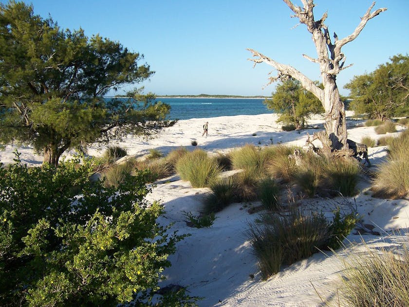 Ile Europa and Bassas Da India Xeric Scrub | One Earth