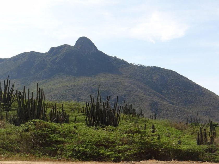 Paraguana Xeric Scrub | One Earth