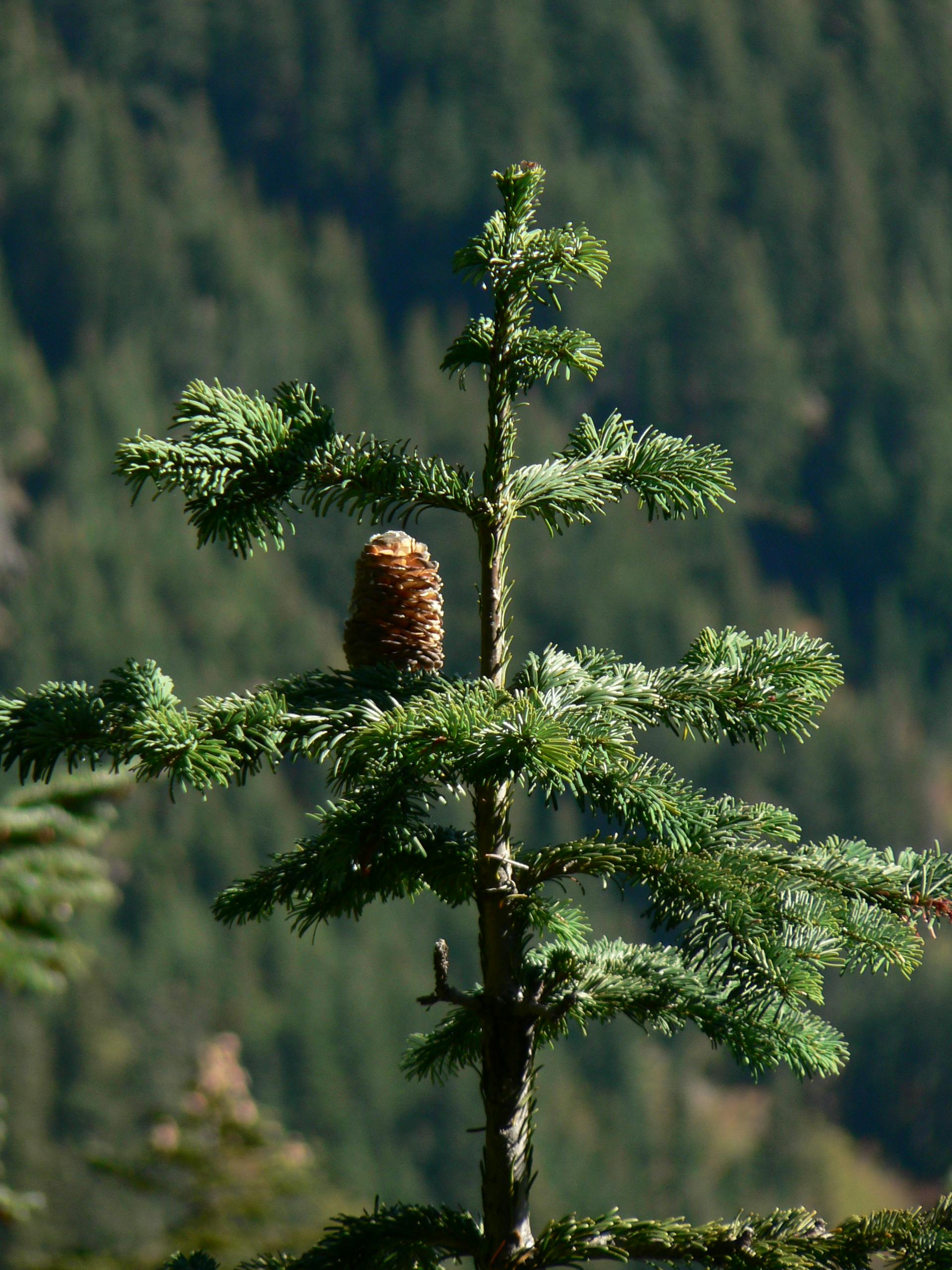British Columbia Coastal Conifer Forests | One Earth