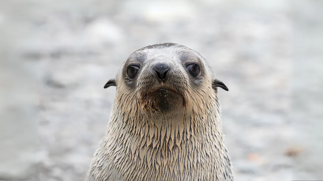 How the Antarctic fur seal came back from the brink of extinction | One ...