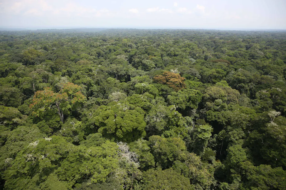 Sub-Equatorial Afrotropics | One Earth