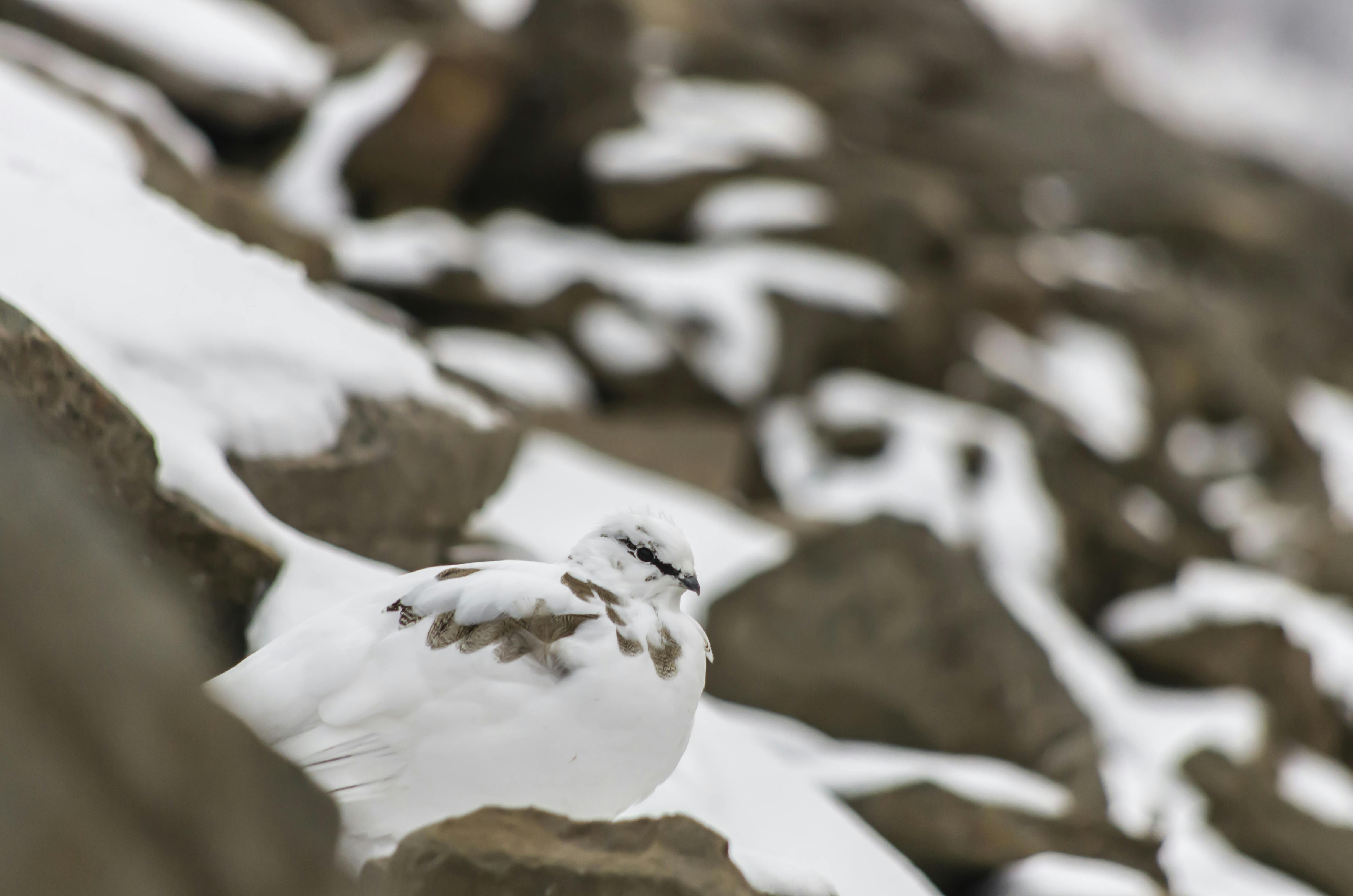 Russian Arctic Desert | One Earth