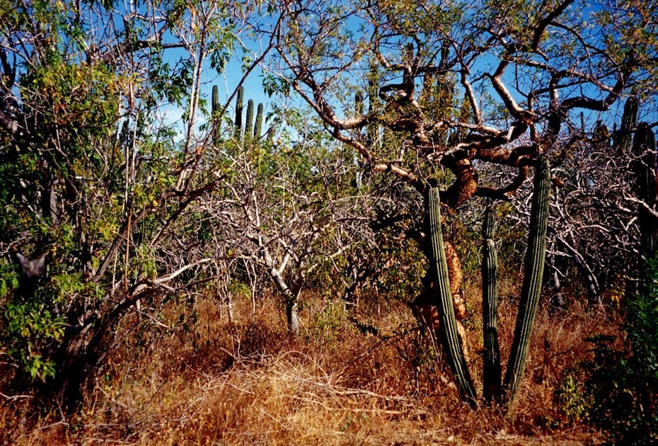 San Lucan Xeric Scrub | One Earth