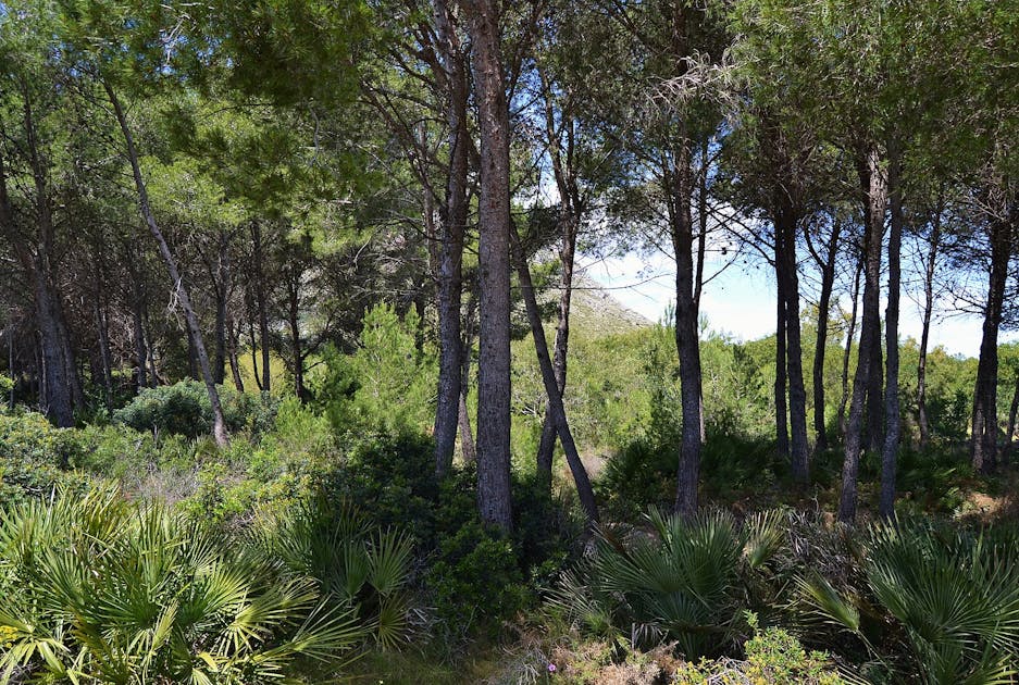 Northeastern Spain and Southern France Mediterranean Forests | One Earth