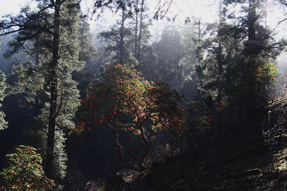 Eastern Himalayan Broadleaf Forests | One Earth