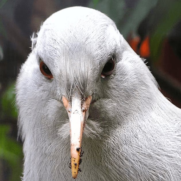 Kagu: the unique flightless bird of New Caledonia that screams | One Earth