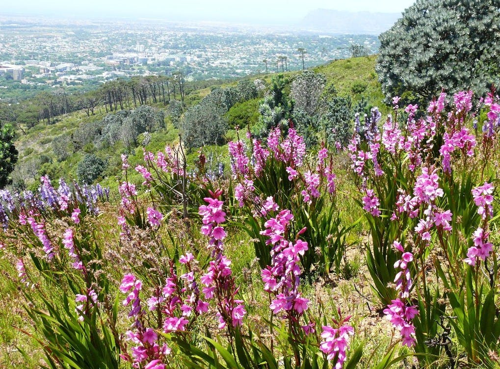 Fynbos Shrubland | One Earth