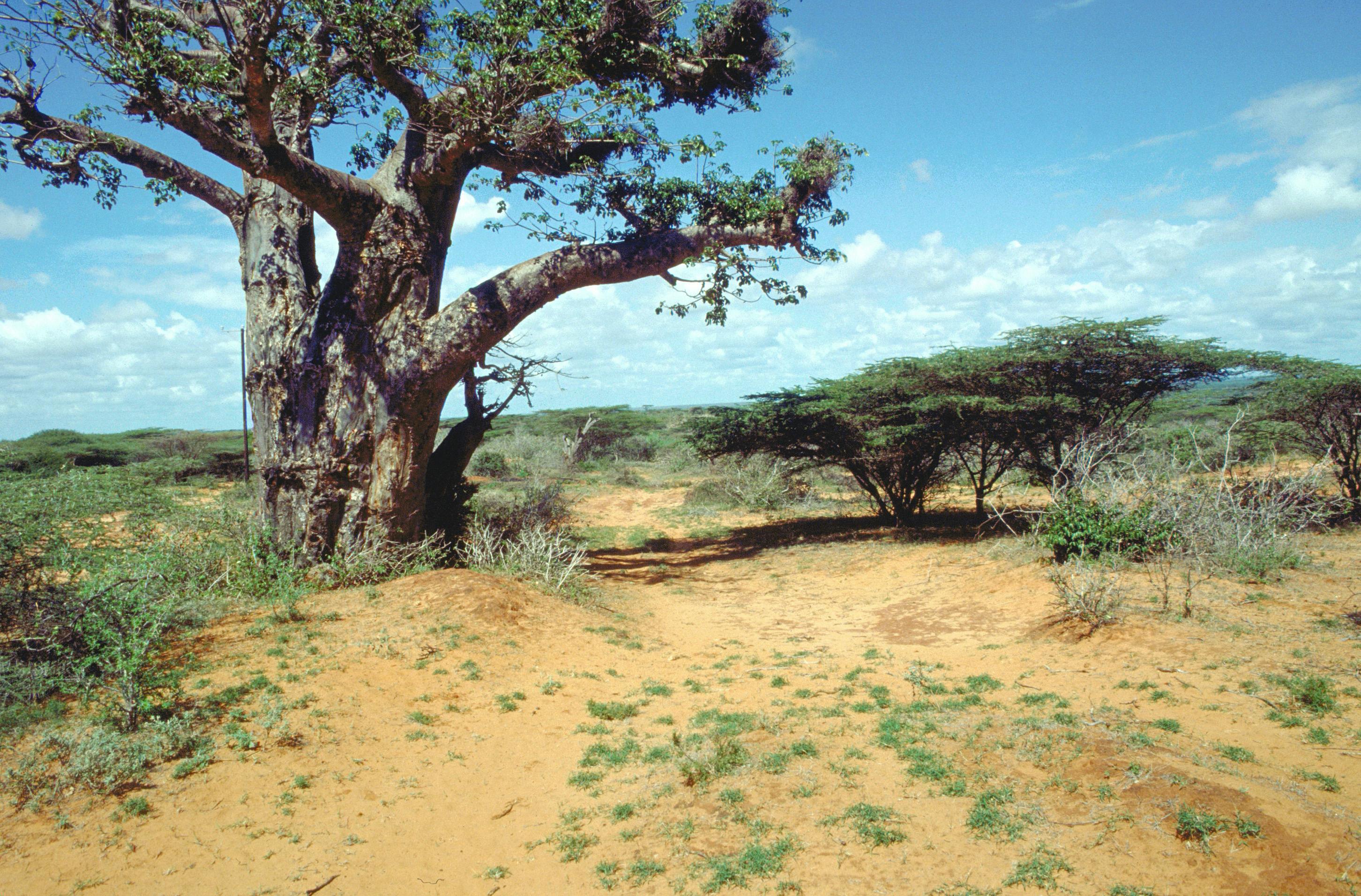 Somali Acacia-Commiphora Bushlands and Thickets | One Earth