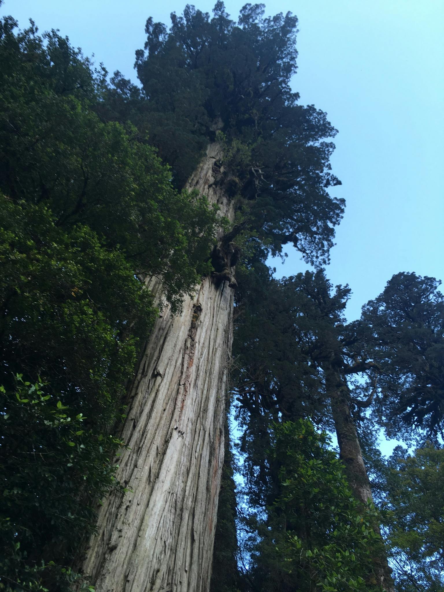 Valdivian Temperate Forests | One Earth