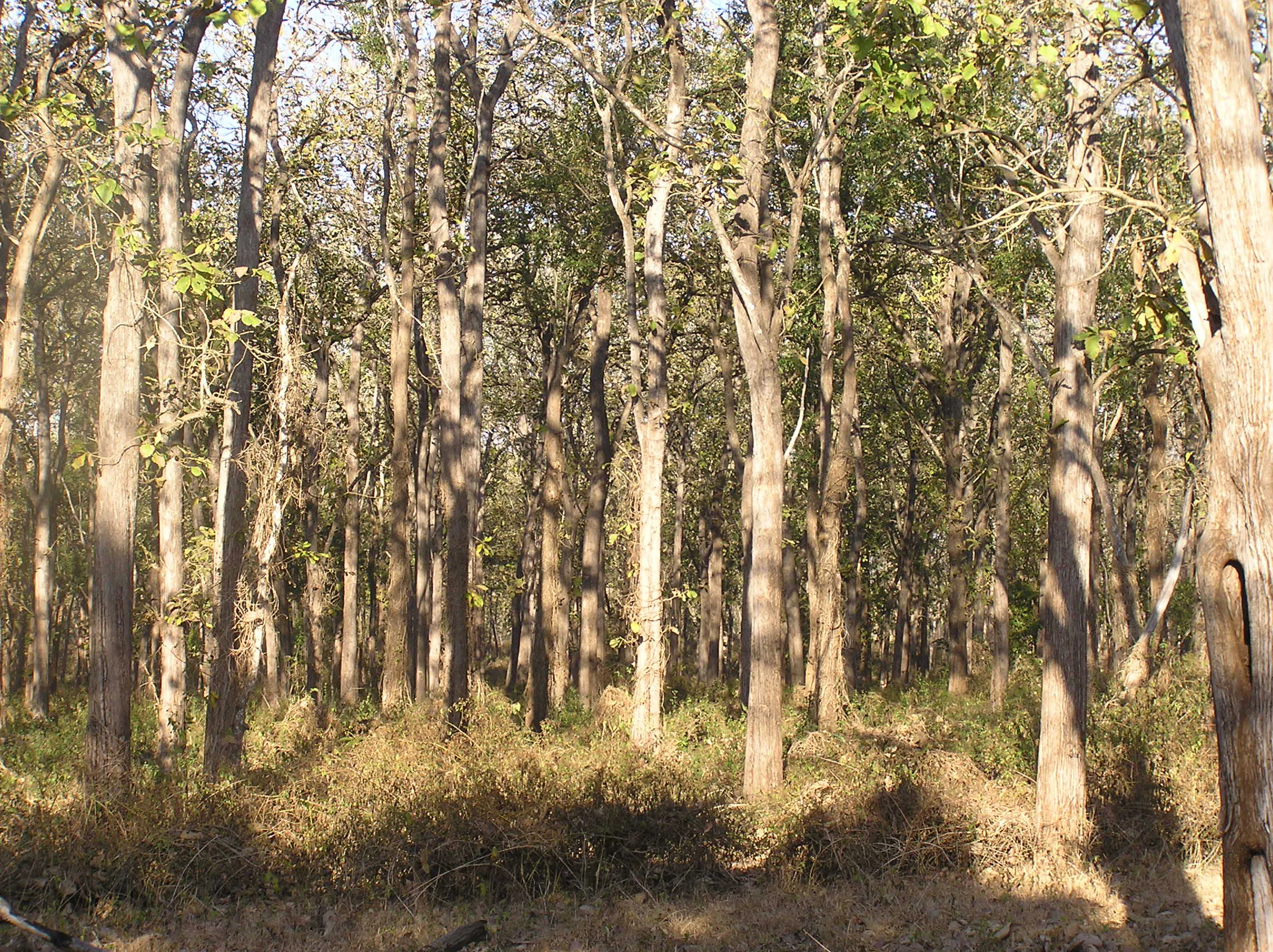 South Deccan Plateau Dry Deciduous Forests | One Earth