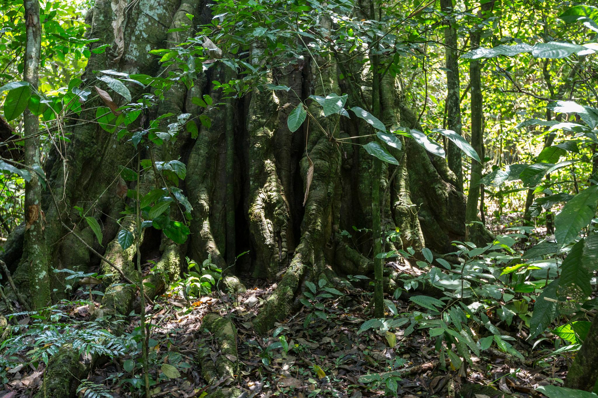 Northwest Congolian Lowland Forests | One Earth