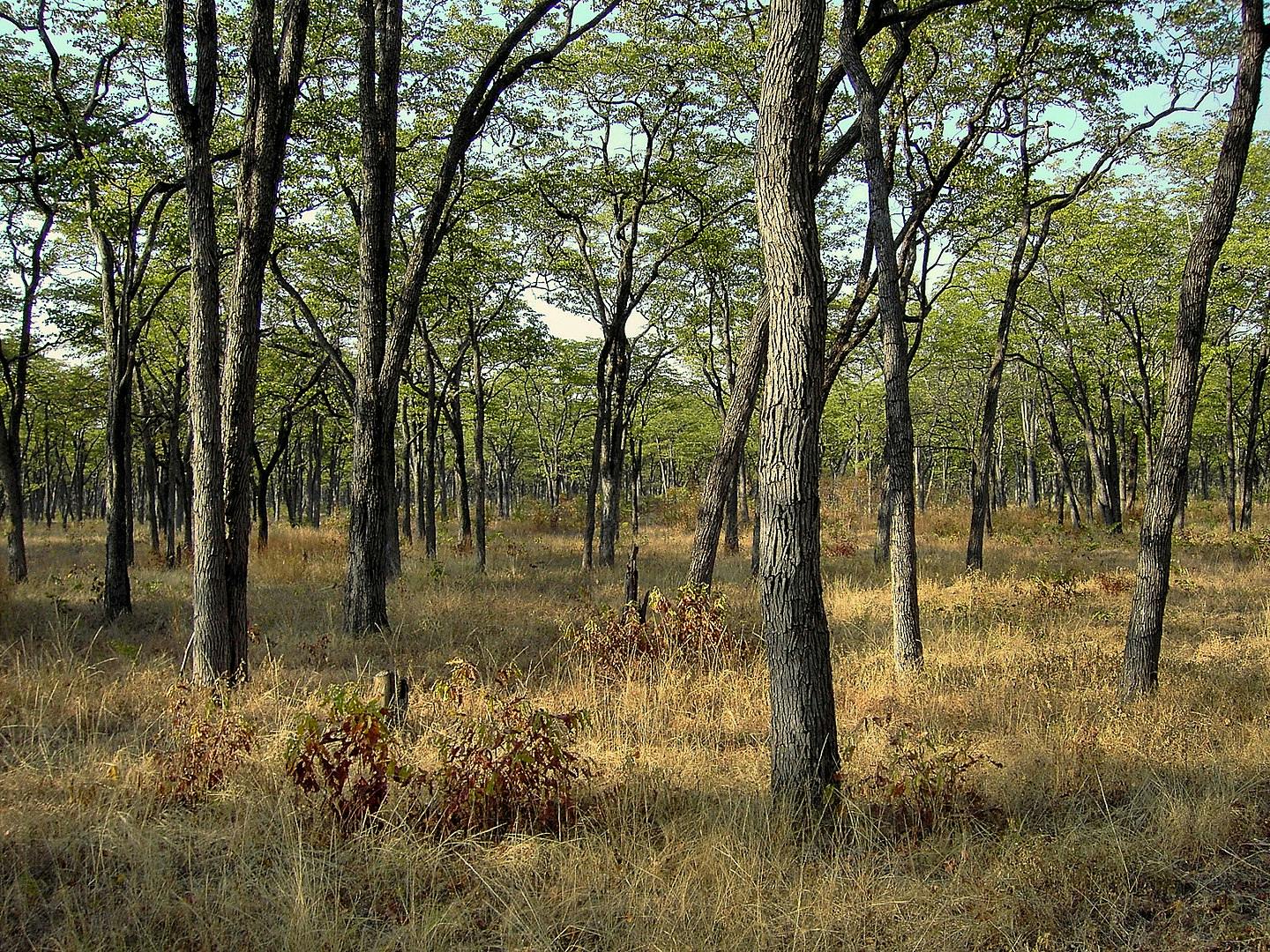 Zambezian Mopane Woodlands | One Earth