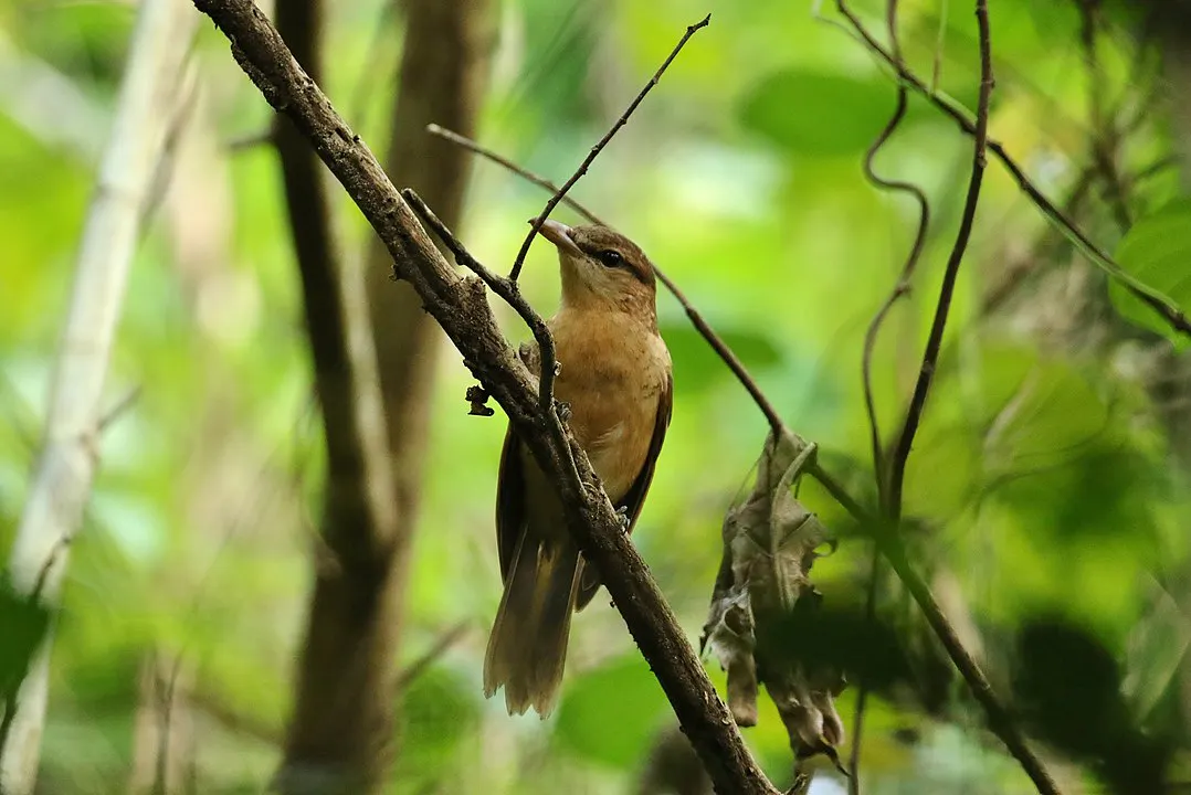 Yap Tropical Dry Forests | One Earth