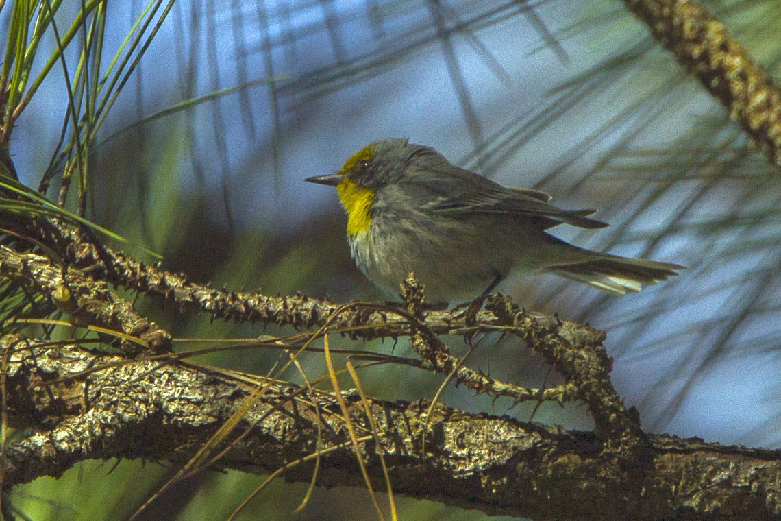 Cuban Pine Forests | One Earth
